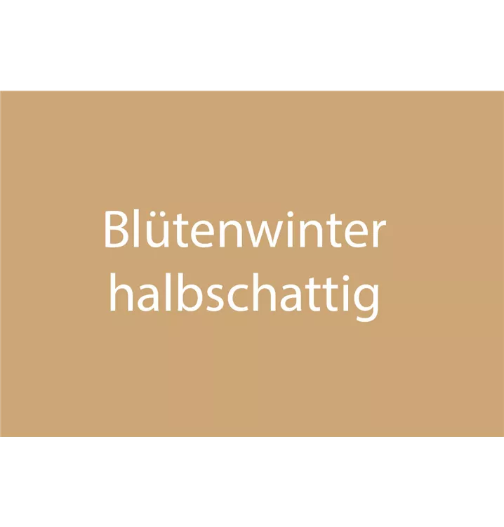 Blütenwinter halbschattig