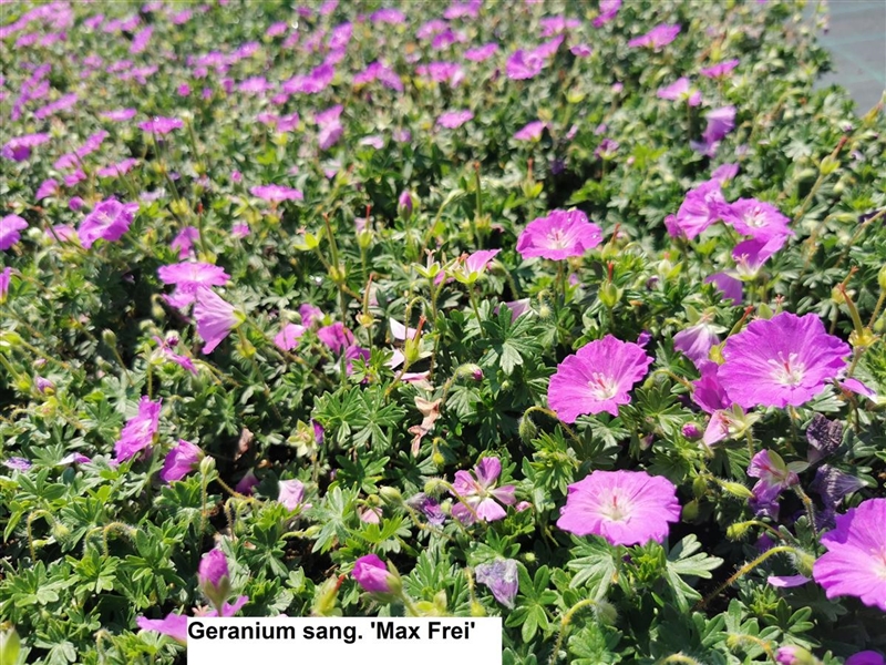 Gartencenter - Stauden Siebler